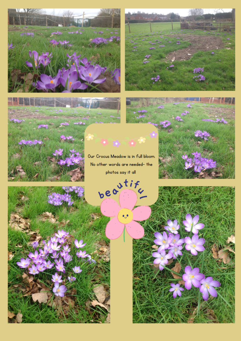 The Crocus Meadow in full Bloom – Sir Alexander Fleming Primary School