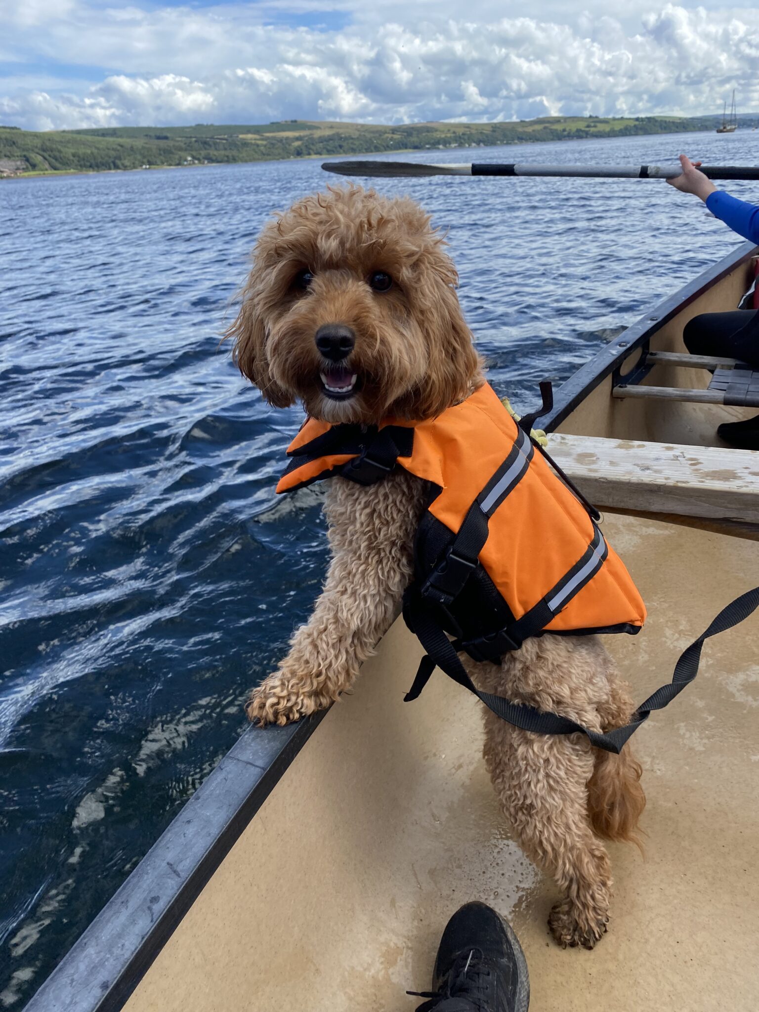 Our School Dog – Sir Alexander Fleming Primary School